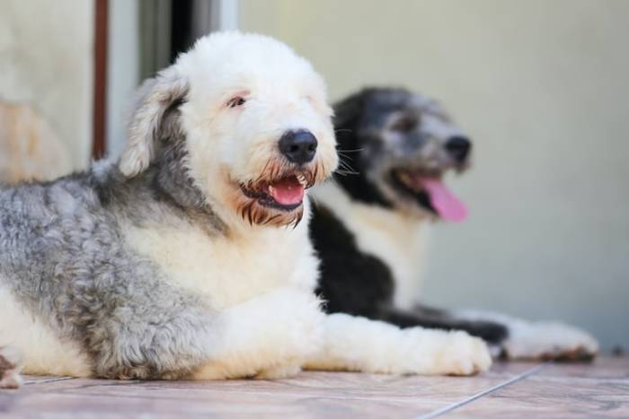 Sintomas da raiva canina: Quais são? Como tratar?
