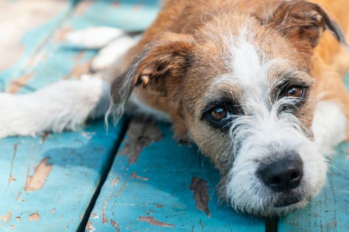 Sintomas da raiva canina: Quais são? Como tratar?