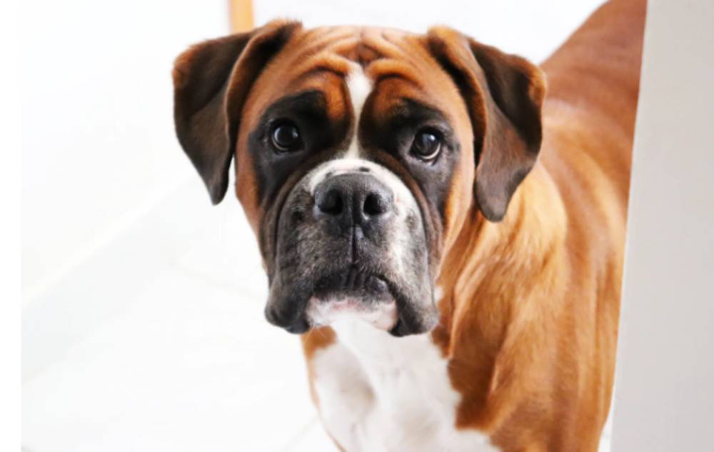 Cachorro Boxer: Como é a raça? Conheça tudo sobre esse pet.