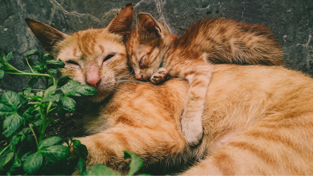 Como saber se a gata está prenha?