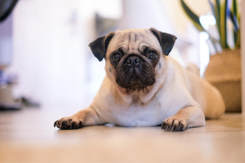 Cachorro pug: saiba tudo sobre a raça pug