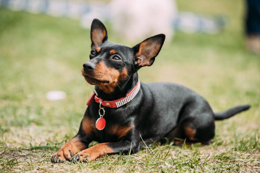 Pinscher: saiba mais sobre a raça